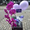 Jual Bunga Anggrek di Bandung - Nelly Florist Bandung