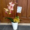 Jual Bunga Anggrek di Bandung - Nelly Florist Bandung