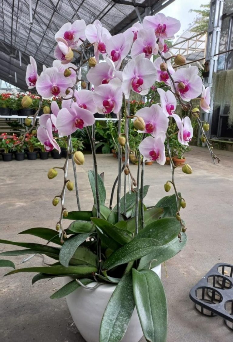 Jual Bunga Anggrek di Bandung - Nelly Florist Bandung